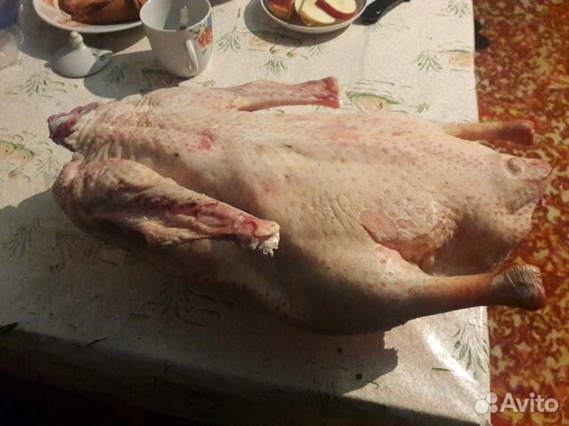 Гуси деревенские