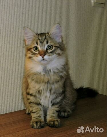 Сибирские котята из питомника Winter Flower