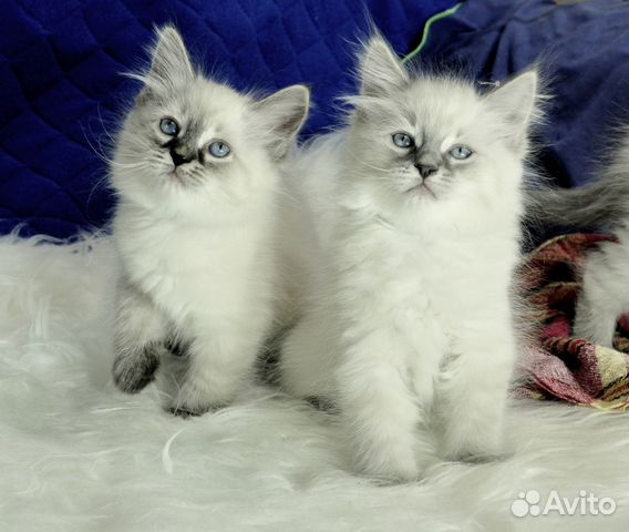 Невские маскарадные котята 2 мес