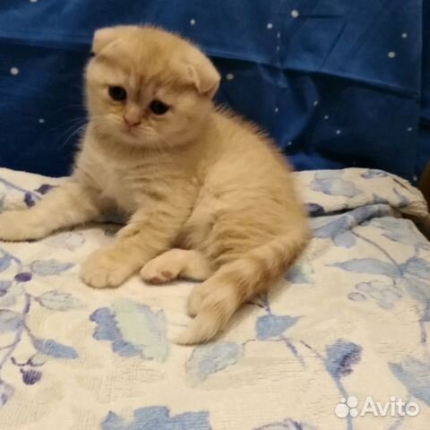 Красавчик, шотландский вислоухий