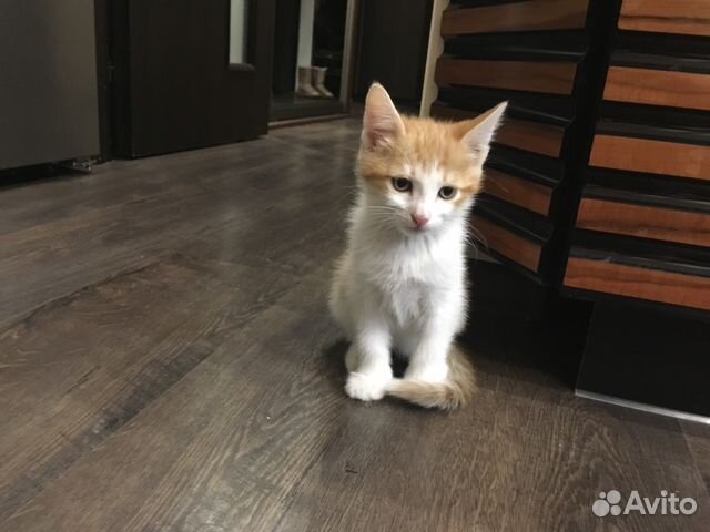 Отдам котенка