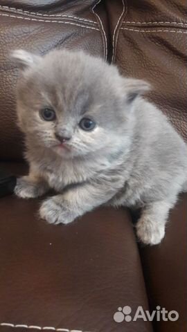Продам британского котеночка