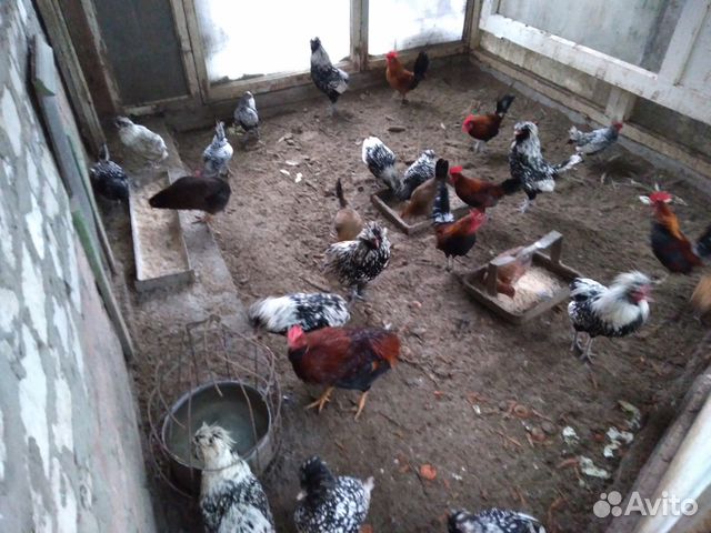 Декоративные курочки бентамки и подуана