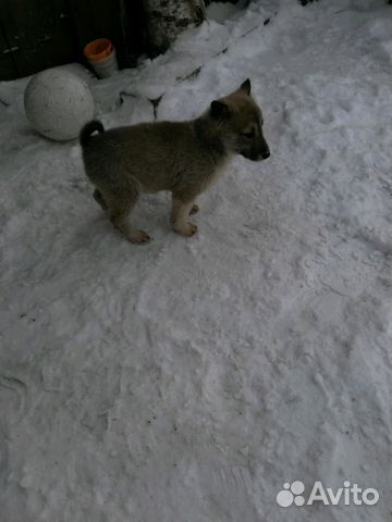 Продам щенков