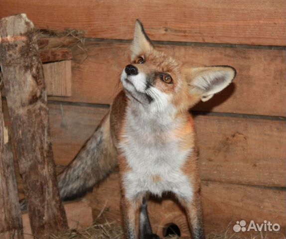 Продам лисиц