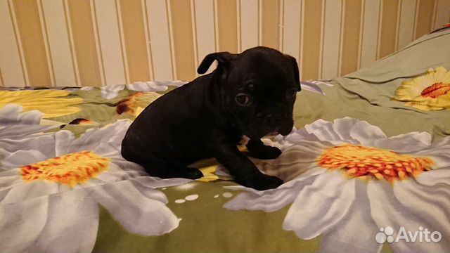 Французский бульдог