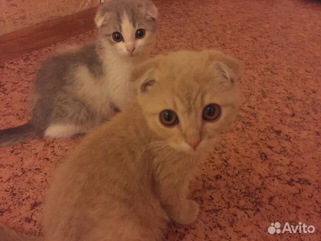Отдам Бесплатно вислоухого котёнка, 3 мес, девочка