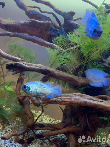 Наннакара электрик блю