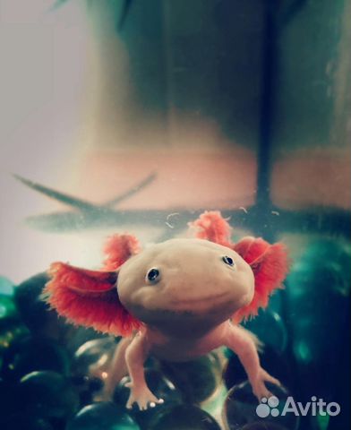 Аксолотль+аквариум