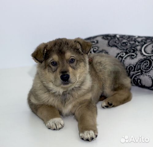 Красивущий щенок отдается в дар