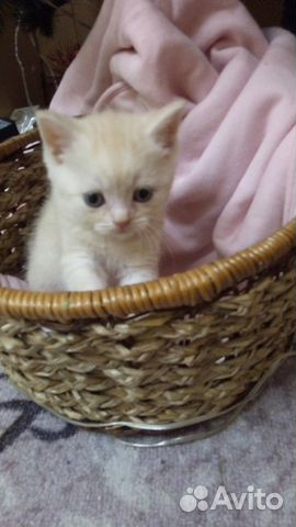 Британские котята