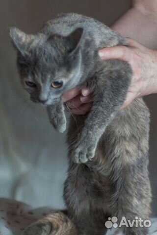 Метис бурмы