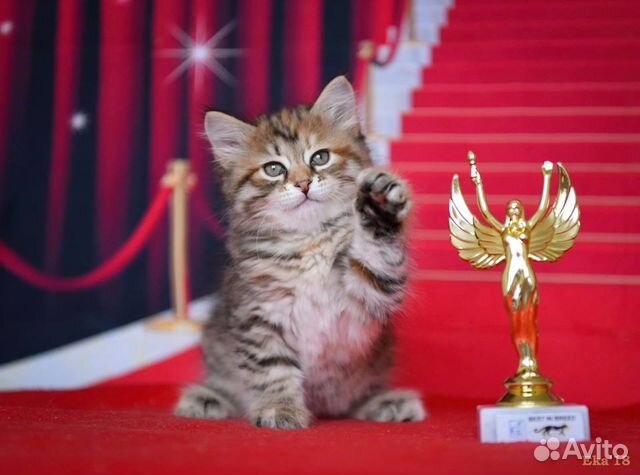 Кошечка Звездочка выбирает родителей