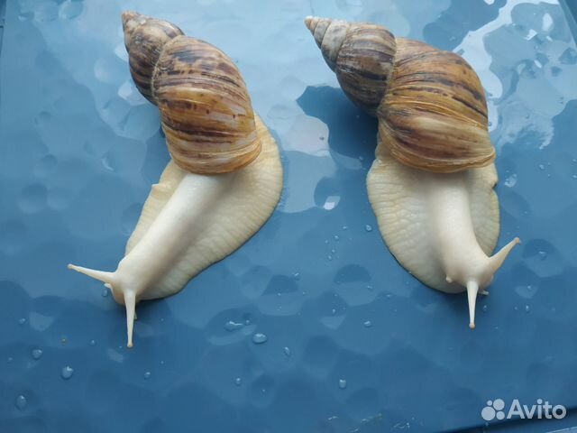 Улитки Ахатина - Альбиносы