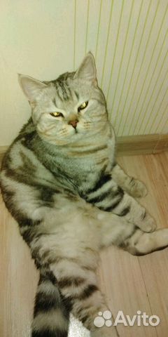 Кот