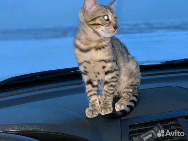 Бенгальская девочка