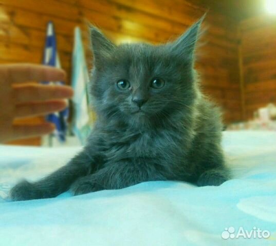 Котята, мама помесь мейнкуна с сибирской