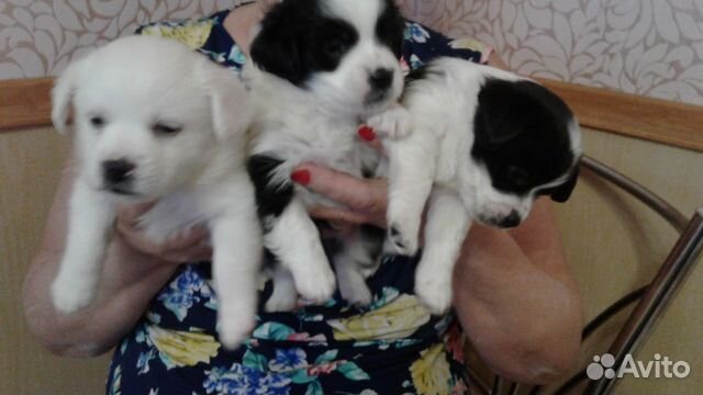 Щенки болонки