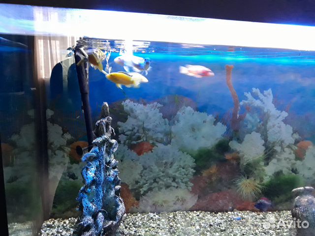 Аквариум 500 л с оборудованием, рыбами и тумбой