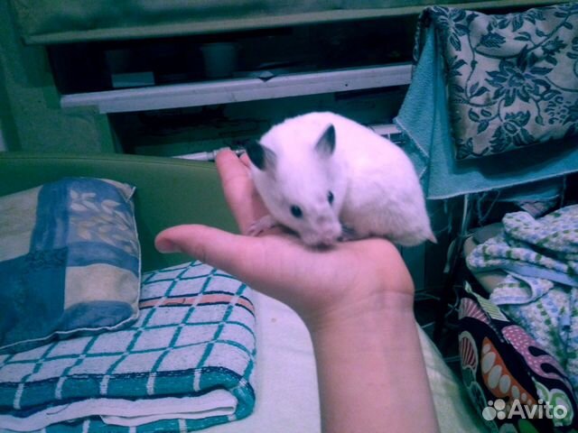 Белый сирий хомячок (мальчик)