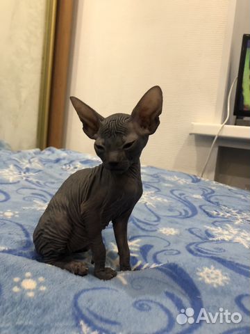 Маленький жулик