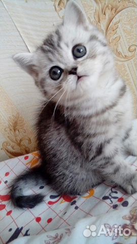Шотландский котик