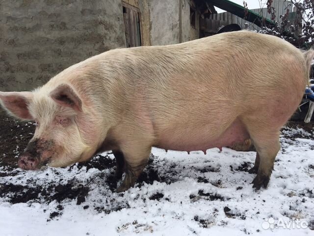 Свиноматка