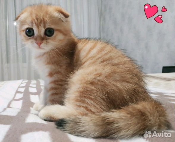 Шотландская