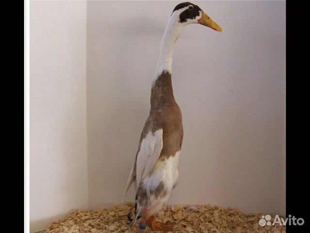 Утки индийский бегунок