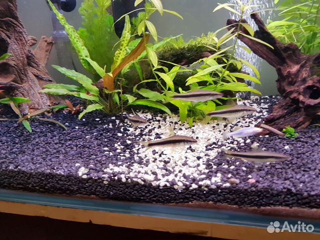 Сиамские водорослееды (SAE)