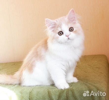 Милые мордашки