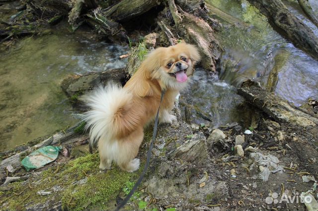 Ищу невесту,породы «пекинес»’а
