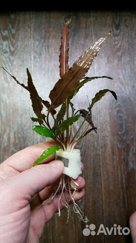 Криптокарина петча и вендта