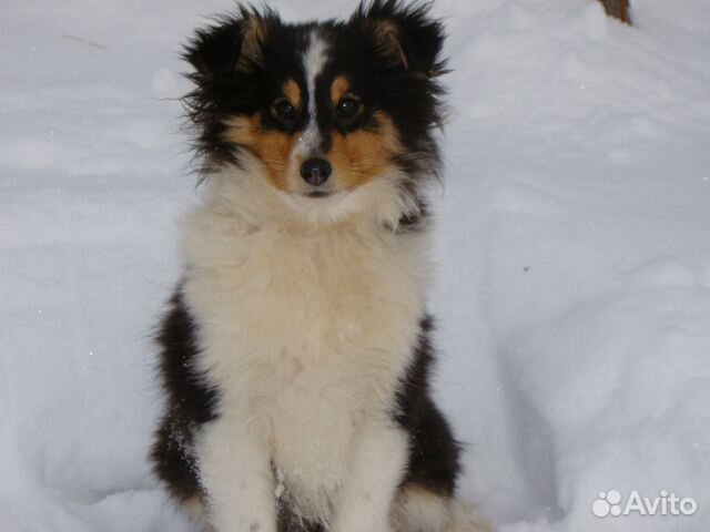 Шикарная девчушка