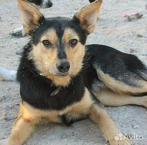 Малыш Каспер в дар