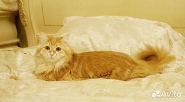 Солнечный котик Джус ищет дом
