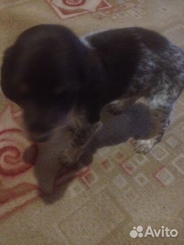 Щенок русского спаниеля