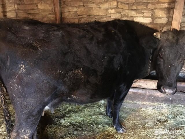 Продается стельная корова