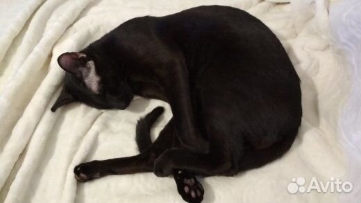 Ориентальный котик