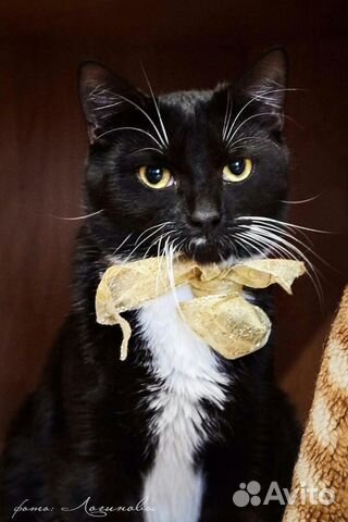 Ласковый кот Марсель 1 год