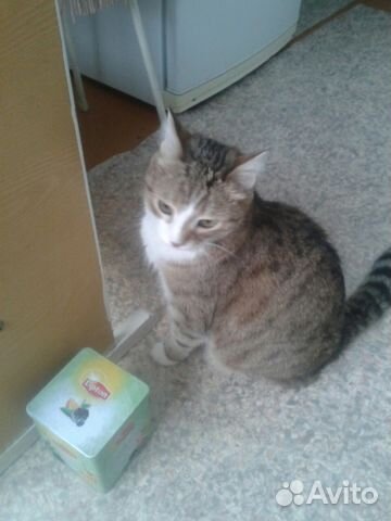 Кошкам нужен новый хозяин