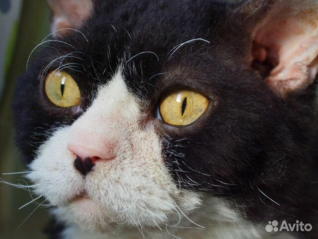 Отдаю кота породы селкирк-рекс в заботливые руки