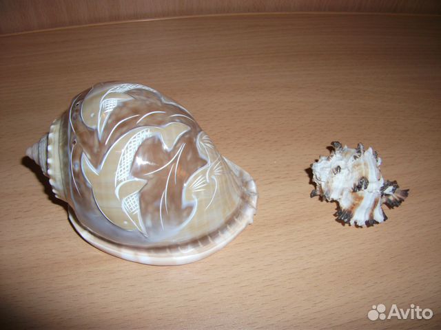 Новые ракушки, кораллы