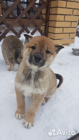 Щенок Западно-Сибирской лайки