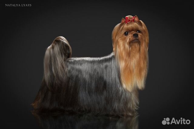 Мальчишки-очаровашки