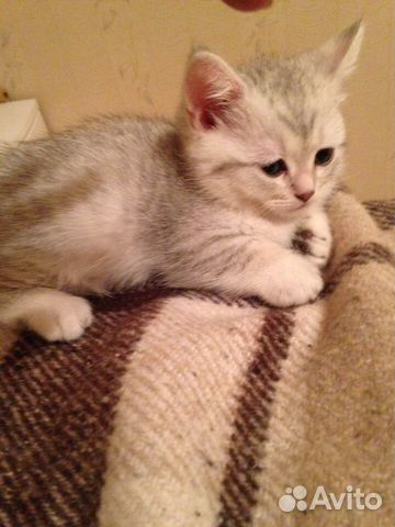 Манчкиненок- карапузик