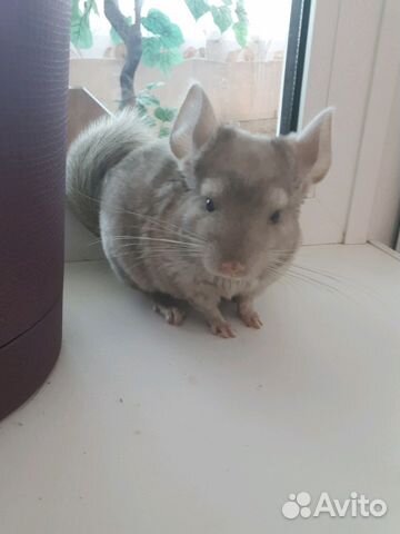 Шиншилла с клеткой