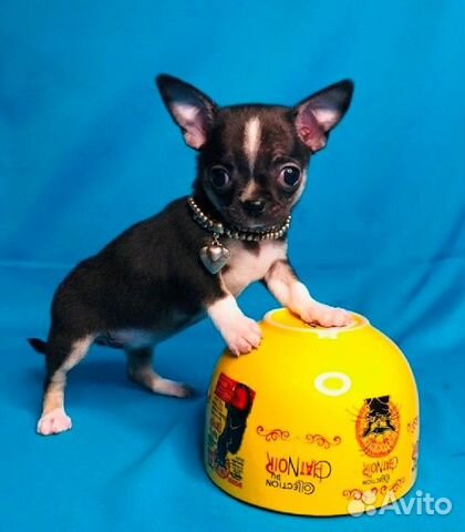 Чихуахуа, девочки и мальчики разные окрасы