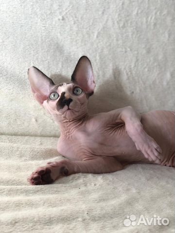 Котята