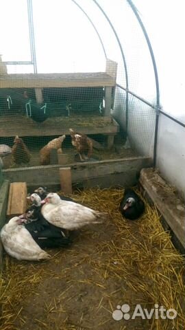 Индо-утки (мускусная)